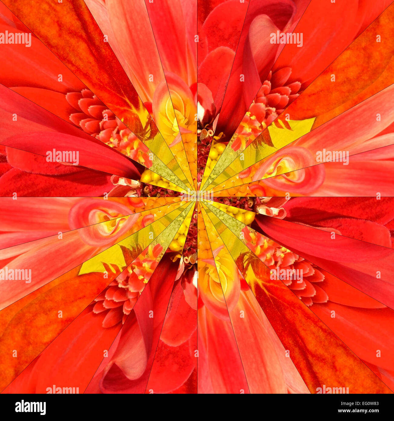 Orange Flower Center Symmetric Collage Made of Collection of Various ...