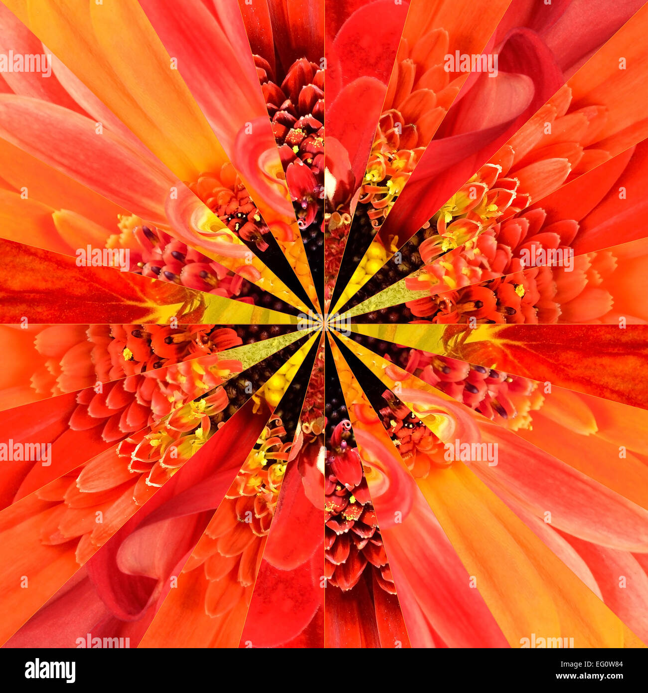 Orange Flower Center Symmetric Collage Made of Collection of Various ...