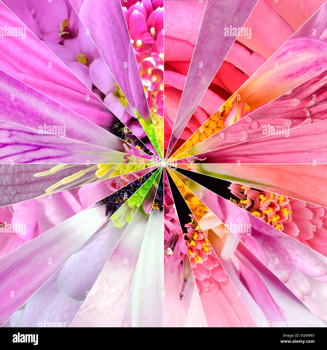 Pink Flower Center Symmetric Collage Made of Collection of Various ...