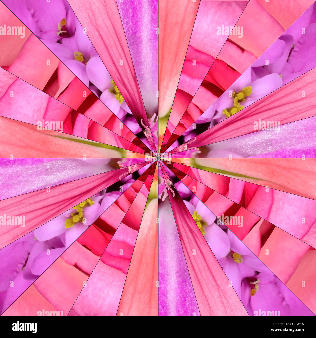 Pink Flower Center Symmetric Collage Made of Collection of Various ...
