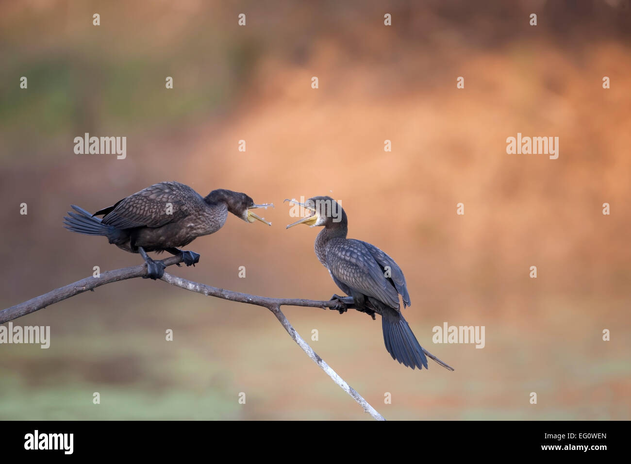 Little cormorant bird hi-res stock photography and images - Alamy