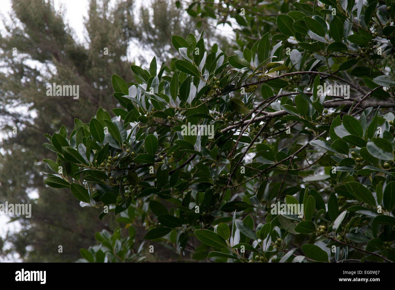 In moist parts of La Palma still remains some Laurel forest which was ...