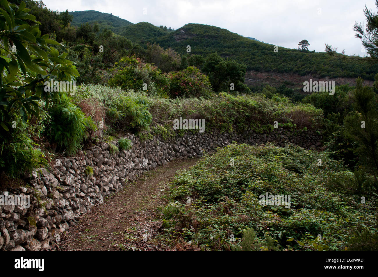 Locals call the deep gullies in the volcanic slopes "barranco" and ...