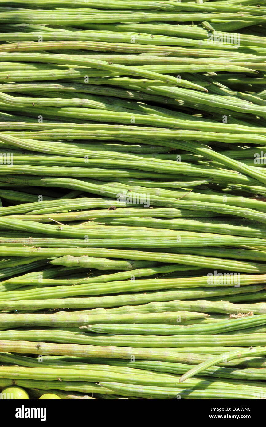 Drumstick Tree Fruit High Resolution Stock Photography and Images - Alamy