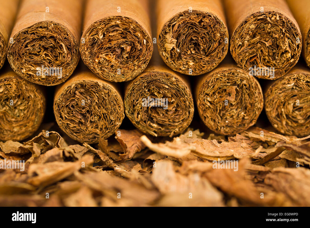 A macro shot of cigars on tobacco. These cigars are robusto sized Stock ...