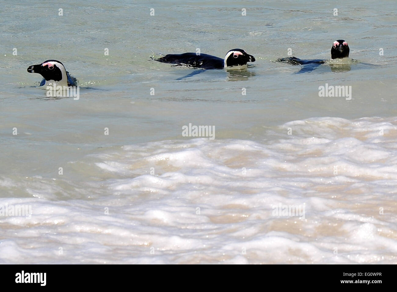 African penguin swim fish hi-res stock photography and images - Alamy