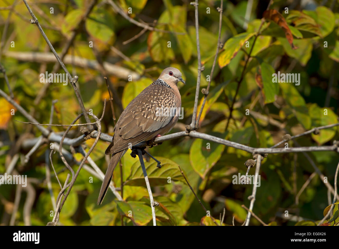 Spotted Dove - Spilopelia chinensis Stock Photo - Alamy