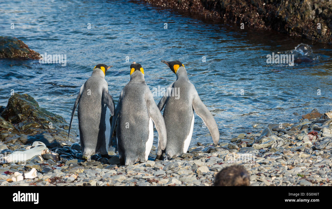 South sandwich islands penguins hi-res stock photography and images - Alamy