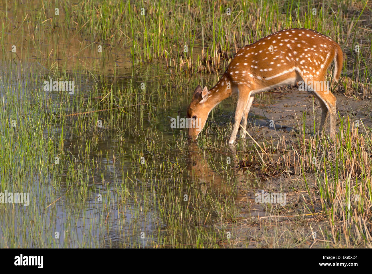 Spotted Deer or Chital - Axis axis Stock Photo - Alamy