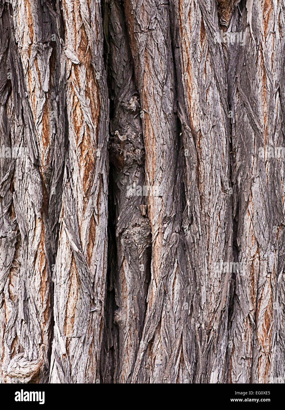Big tree trunk close up background Stock Photo - Alamy