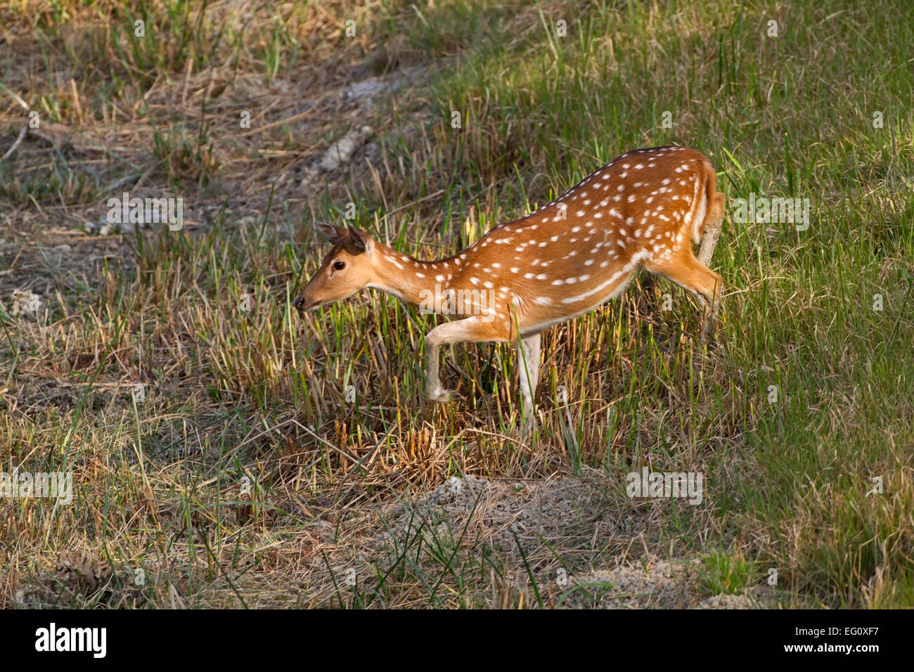 Spotted Deer or Chital - Axis axis Stock Photo - Alamy