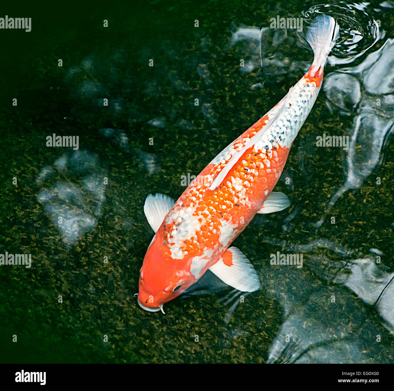 Ornamental fish hi-res stock photography and images - Alamy