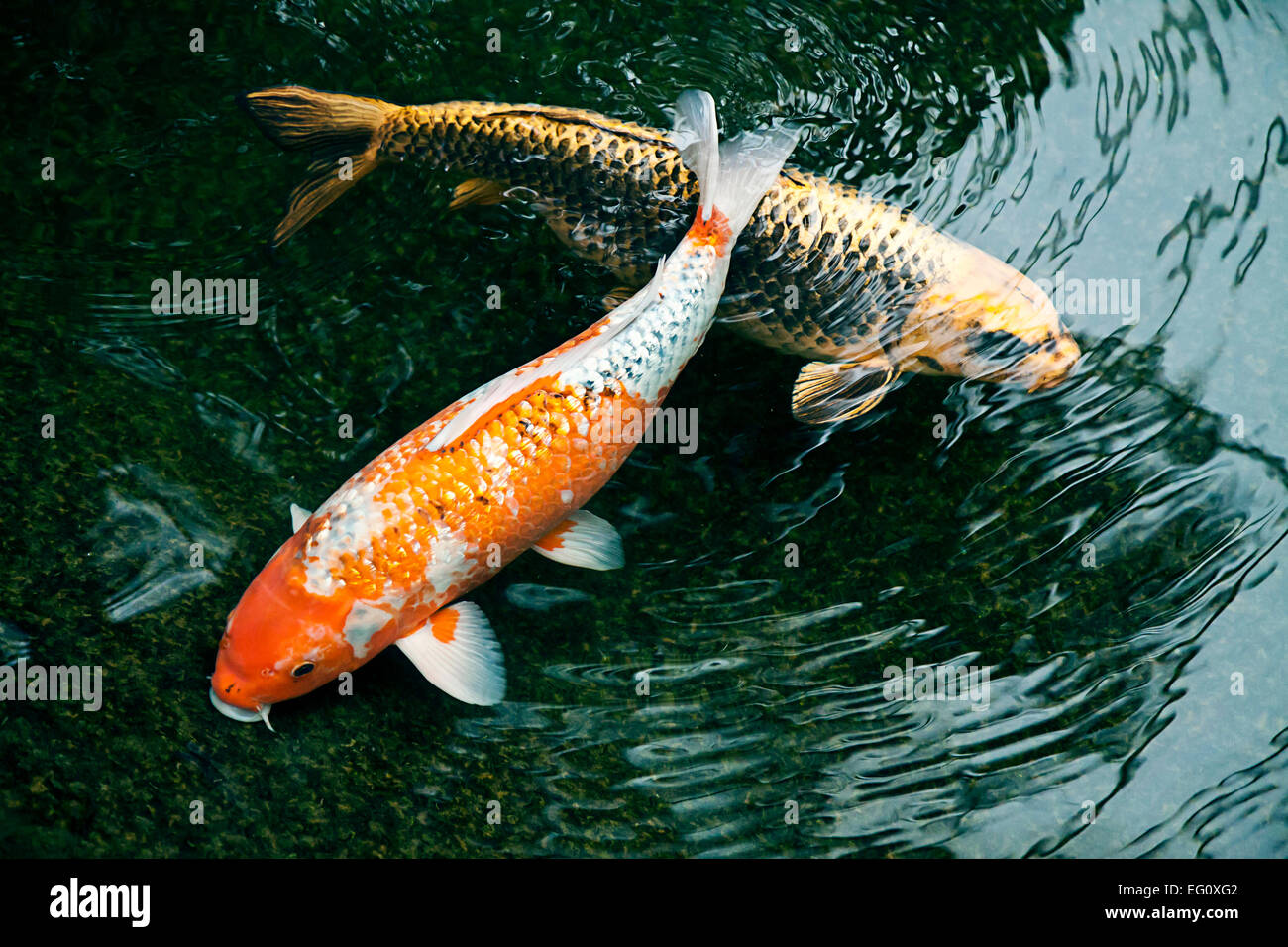 Two ornamental fishes of beautiful colors in a dark pond with ...