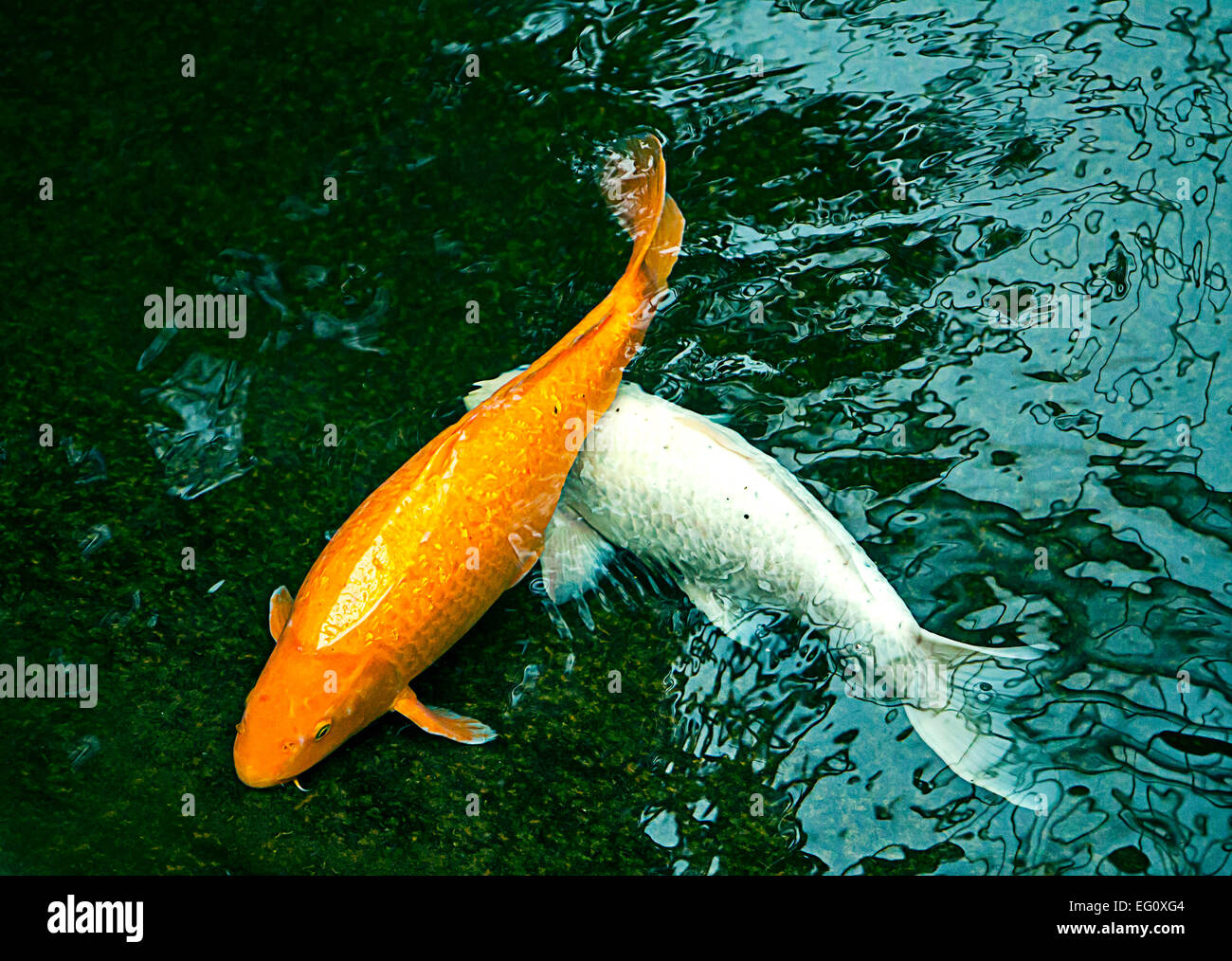 Ornamental fishes hi-res stock photography and images - Alamy