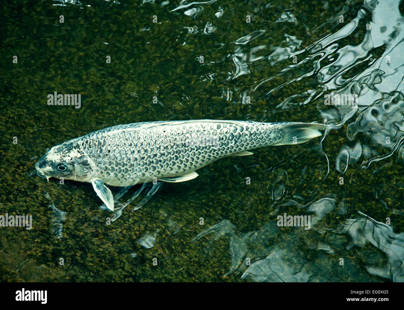 Silver ornamental fish in dark green pond Stock Photo - Alamy