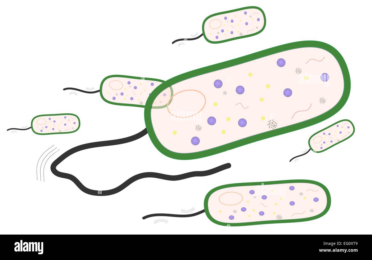Swarm cell Stock Vector Images - Alamy