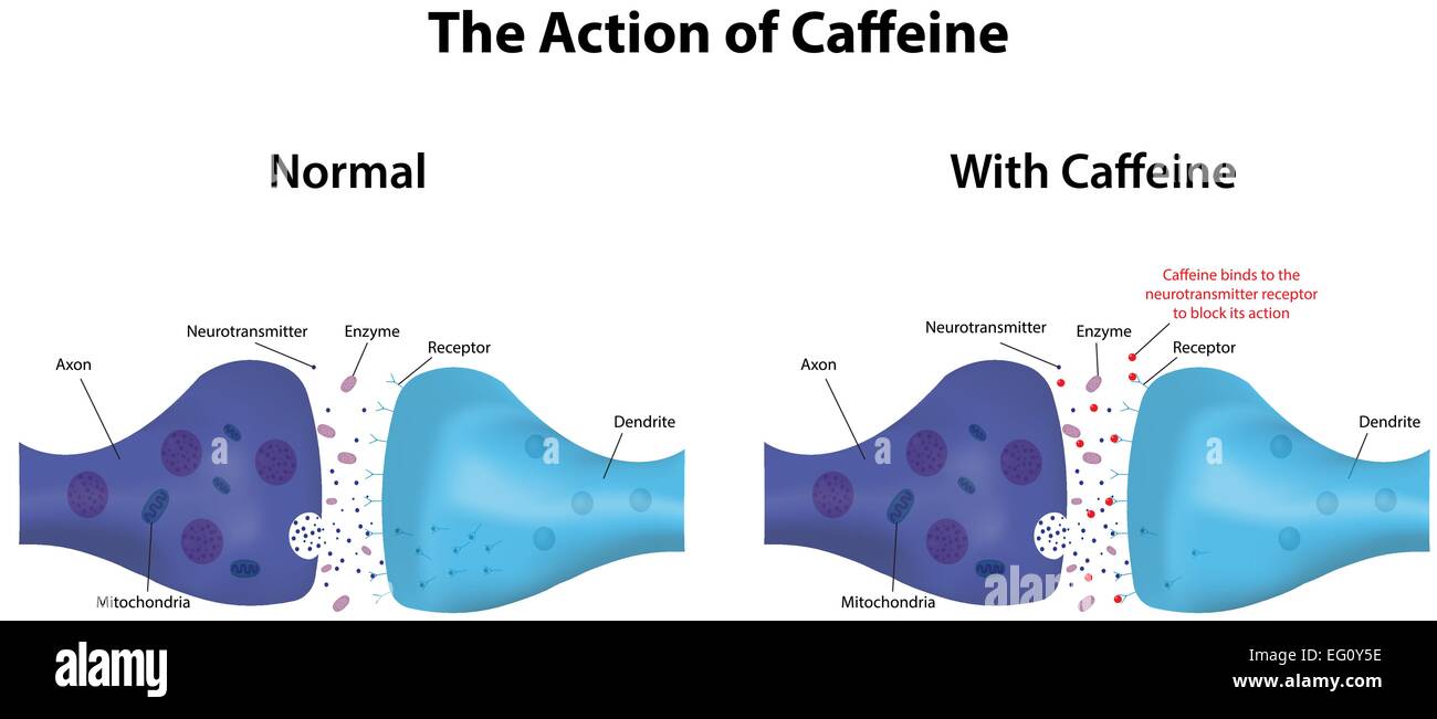 Addiction to caffeine Stock Vector Images - Alamy