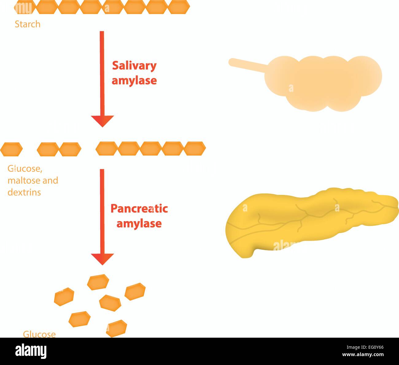 Digesting Sugar With The Amylase In Saliva