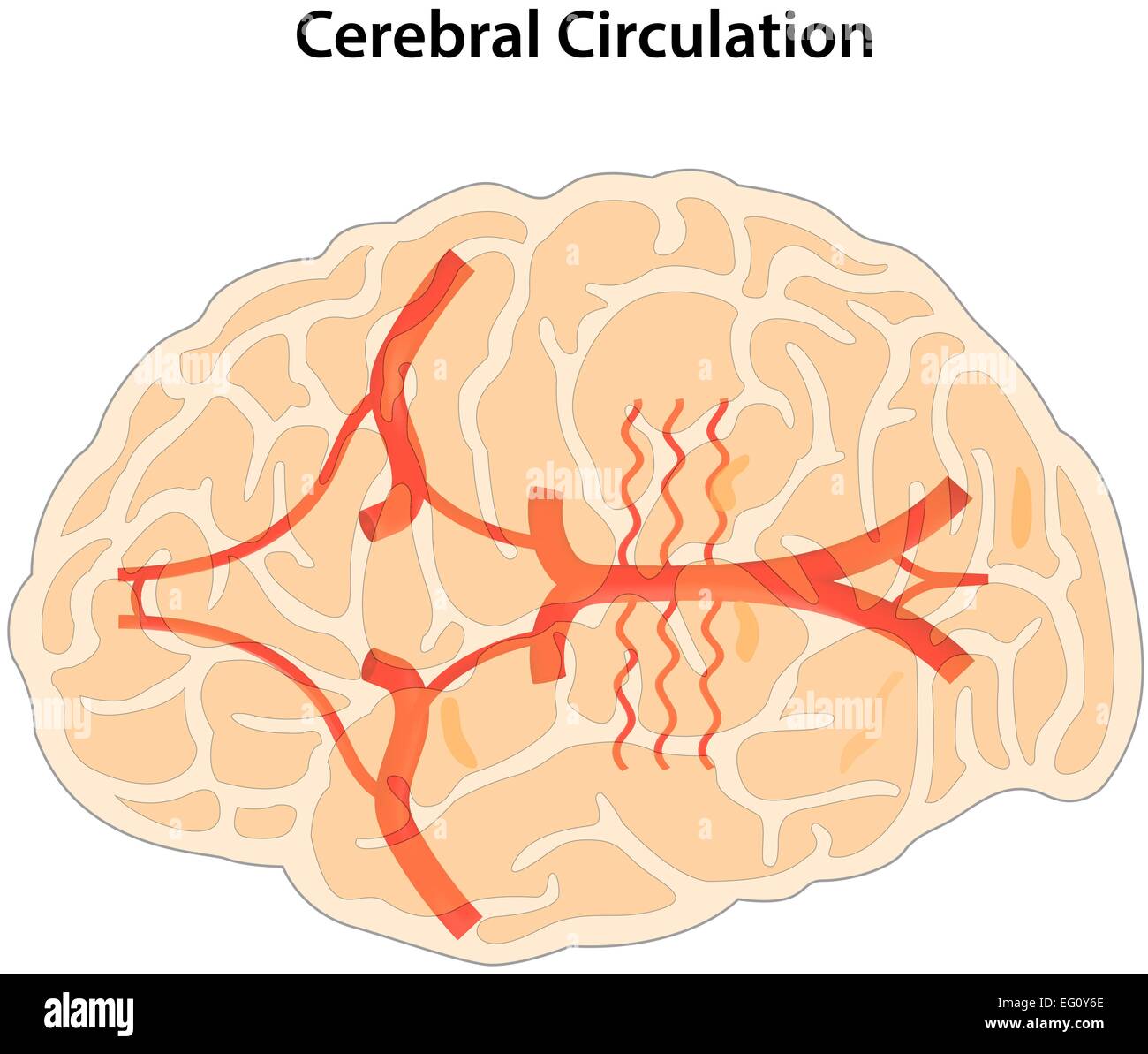 Cerebral Circulation Stock Vector Image & Art - Alamy