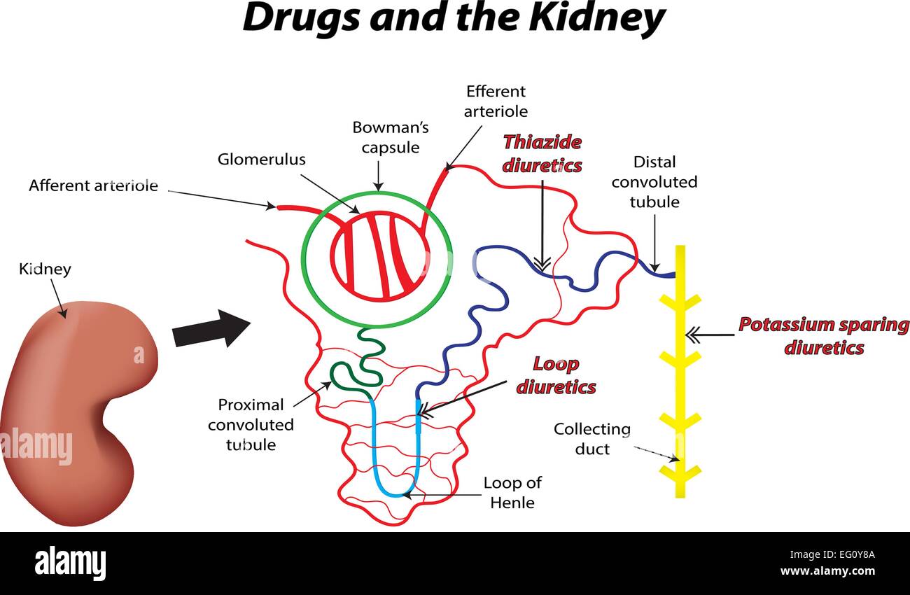 Have diuretic Stock Vector Images - Alamy
