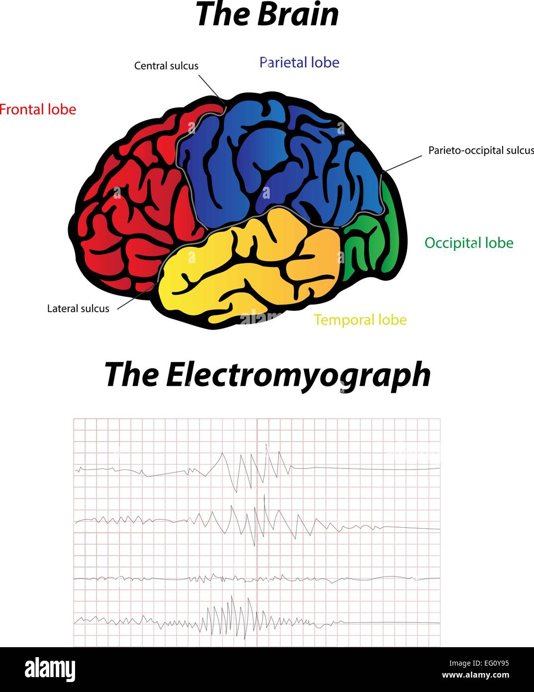 Electromyography emg hi-res stock photography and images - Alamy