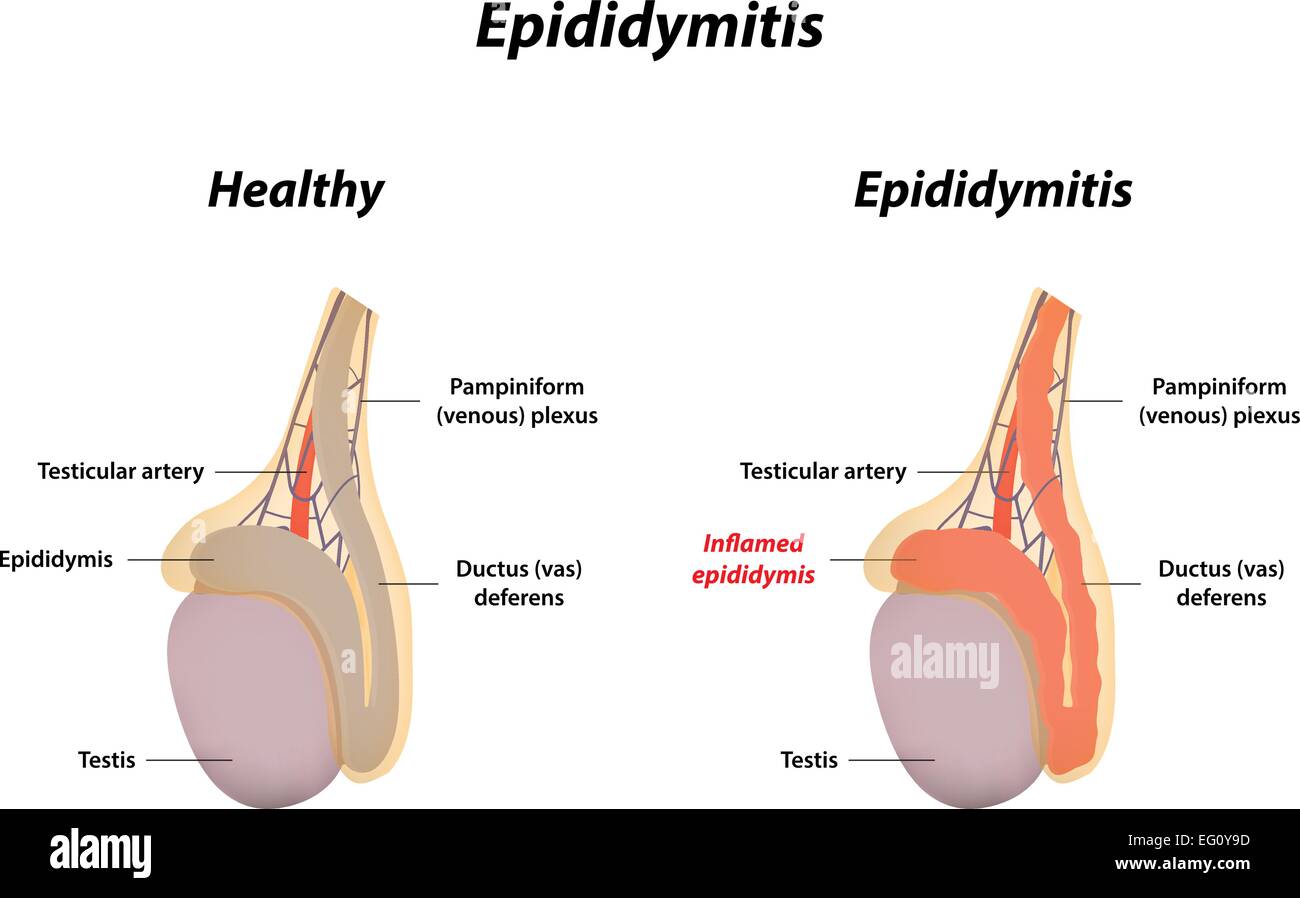 Testis With The Epididymis Stock Vector Images Alamy