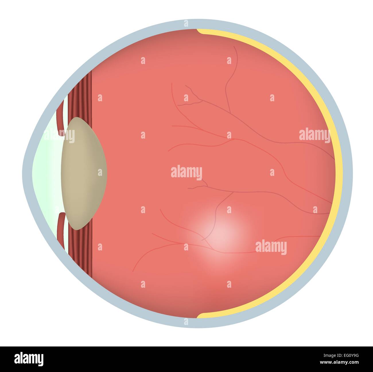Eye Cross Section Illustration Stock Vector Images - Alamy