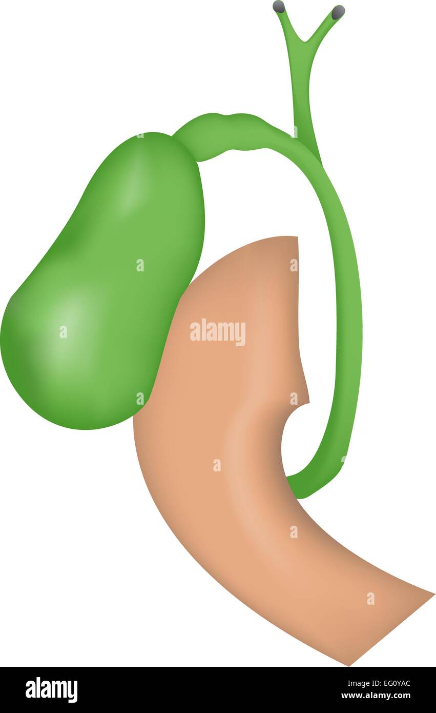 Gall bladder hi-res stock photography and images - Alamy