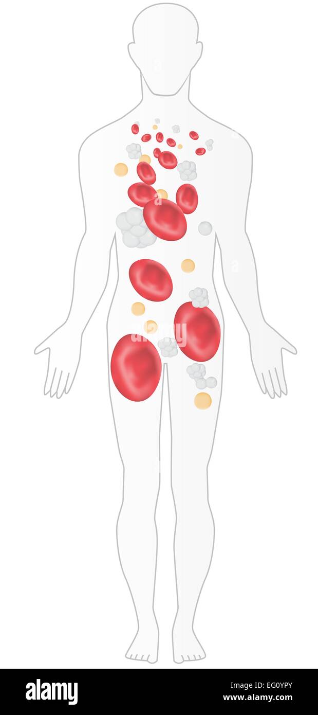 Blood in Body Stock Vector Image & Art - Alamy