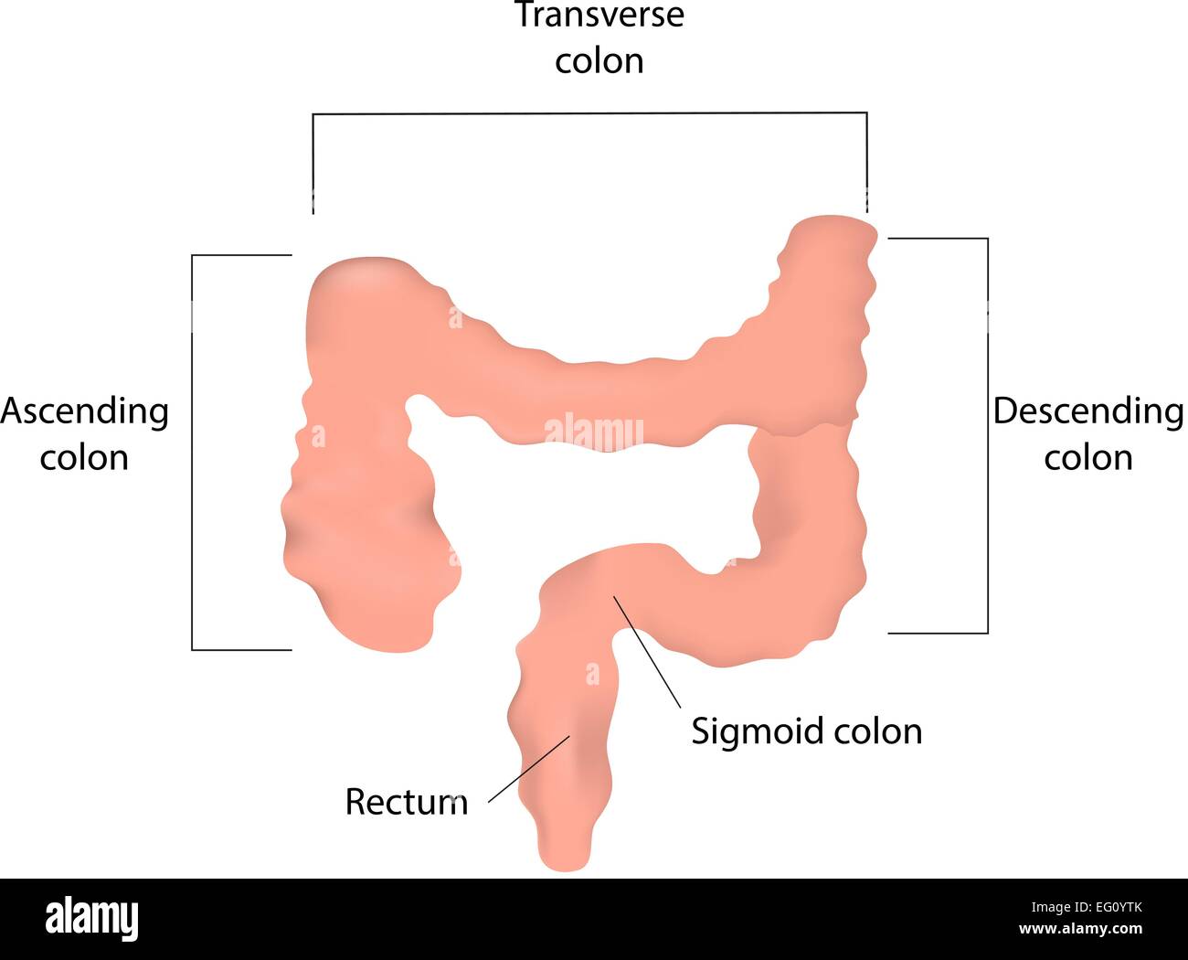 Intestine hi-res stock photography and images - Alamy