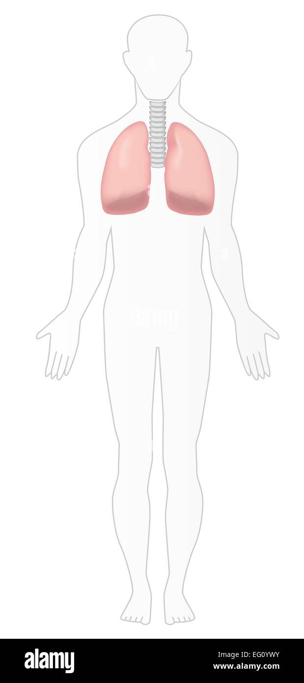 The lungs in situ hi-res stock photography and images - Alamy