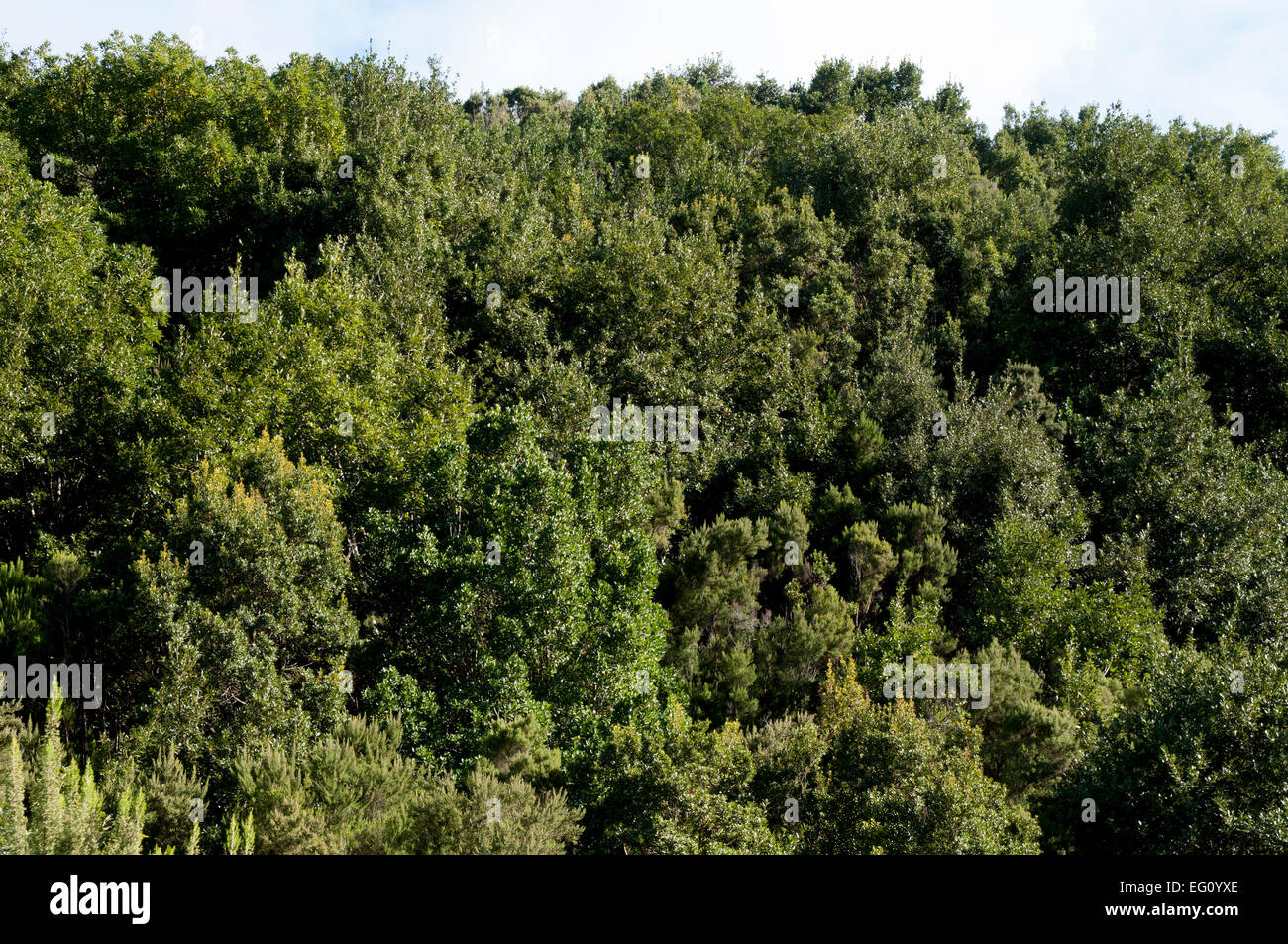 In moist parts of La Palma still remains some Laurel forest which was ...