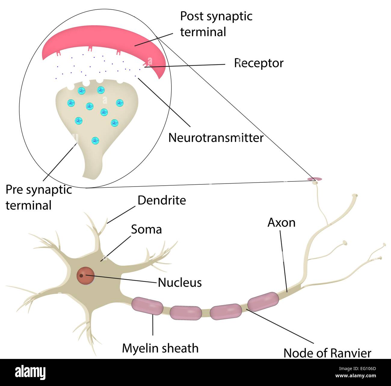 Neuron Synapse Diagram