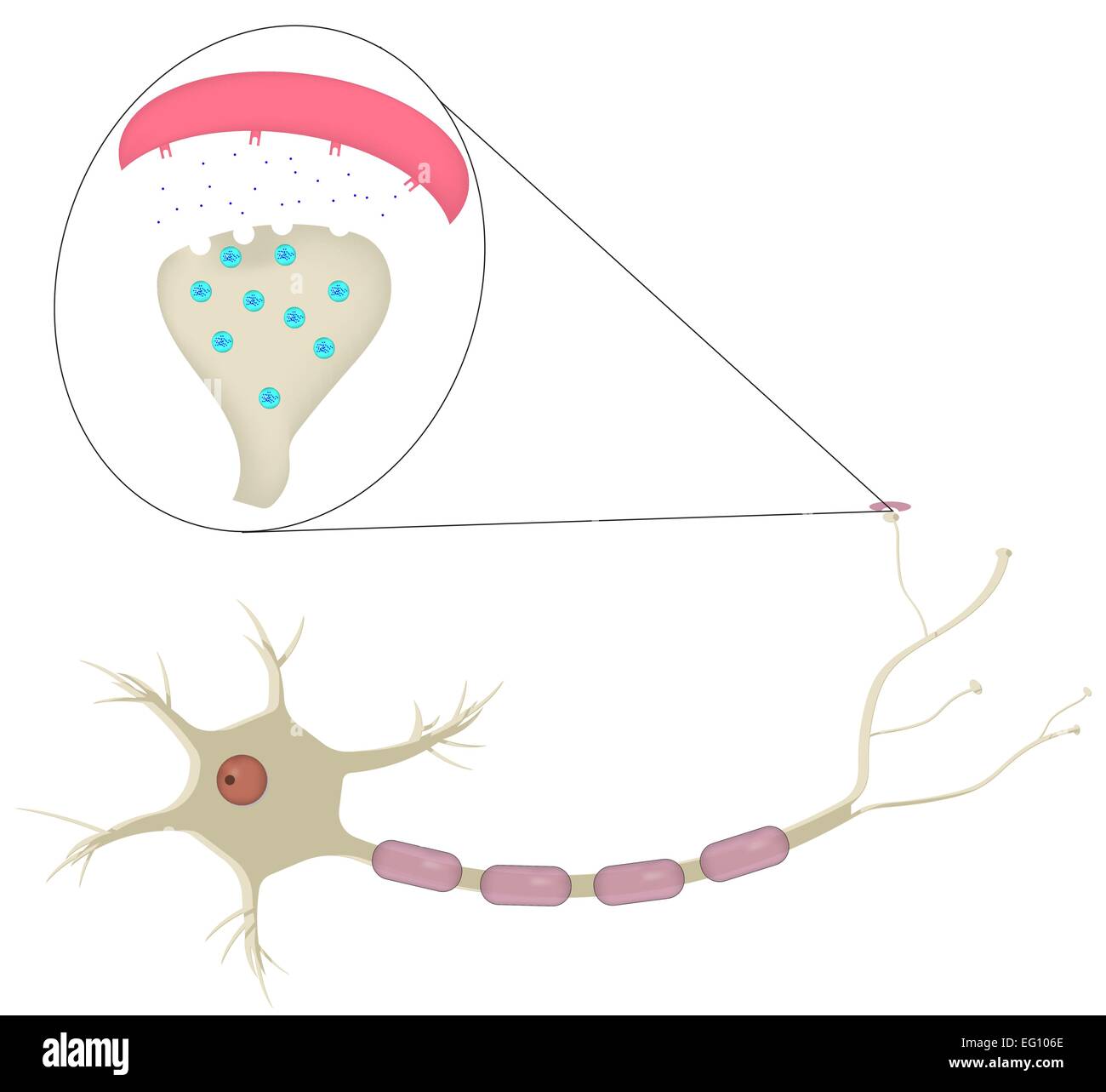 Neuron and Synapse Stock Vector Image & Art - Alamy
