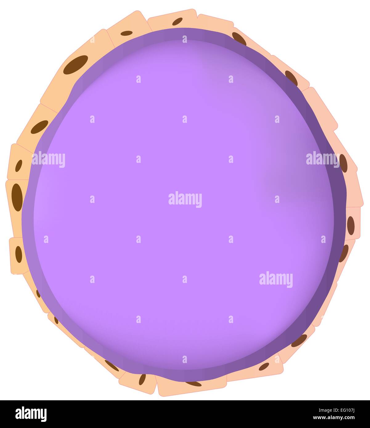 Ova egg Stock Vector Images - Alamy