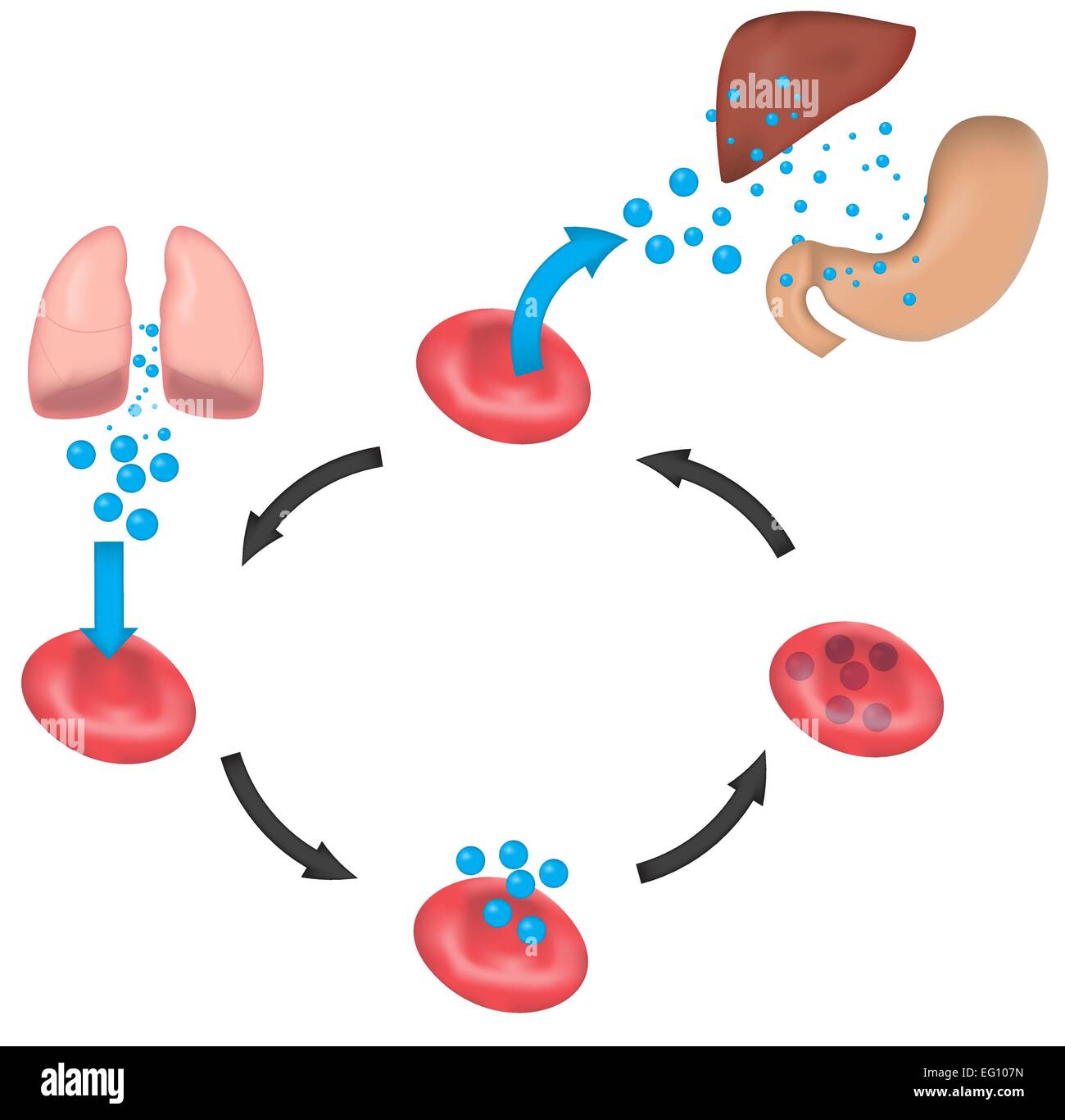 Oxygen Transport Cycle from Organs to Lungs Stock Vector Image & Art ...