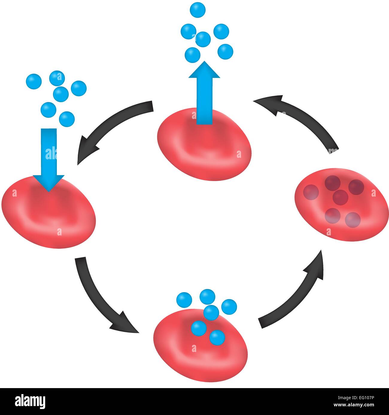 Oxygen Transport Cycle Stock Vector Image & Art - Alamy