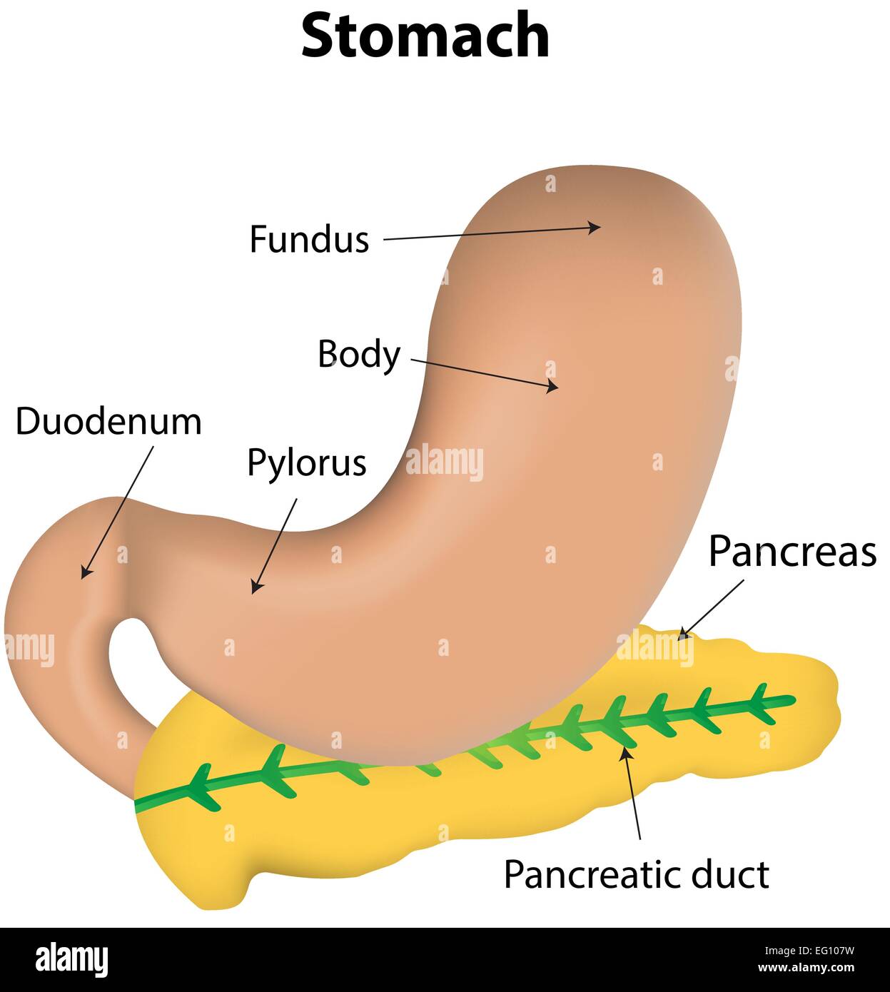 Stomach and Pancreas Stock Vector Image & Art - Alamy