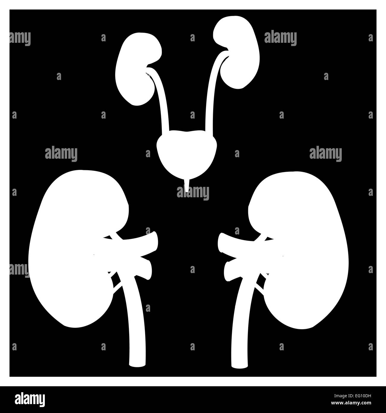 Black And White Bladder