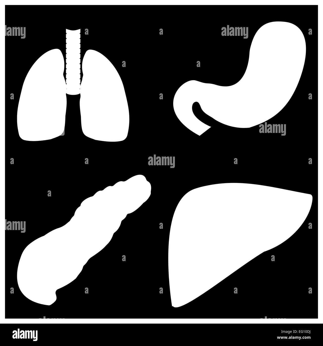 Black and White Organs Stock Vector Image & Art - Alamy