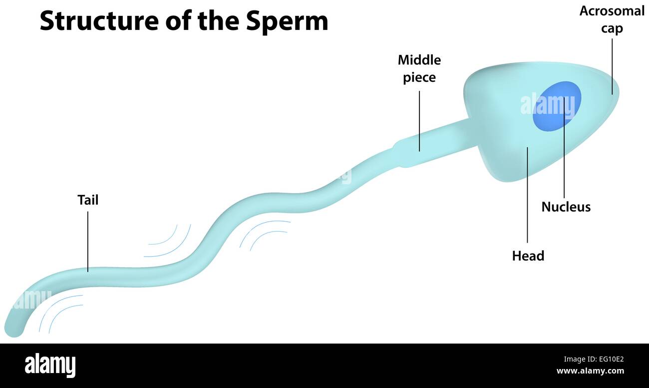 Anatomy Of A Sperm Cell MAKHADUM HEALTH: Sperm Cell Structure