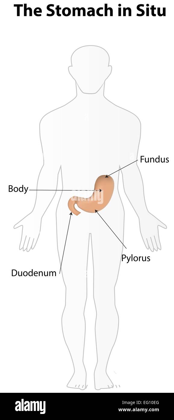 Fundus of stomach hi-res stock photography and images - Alamy