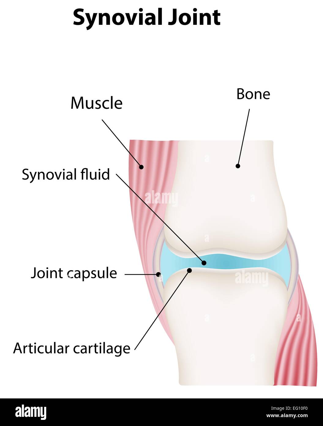Synovial Joint Labeled Stock Vector Image And Art Alamy