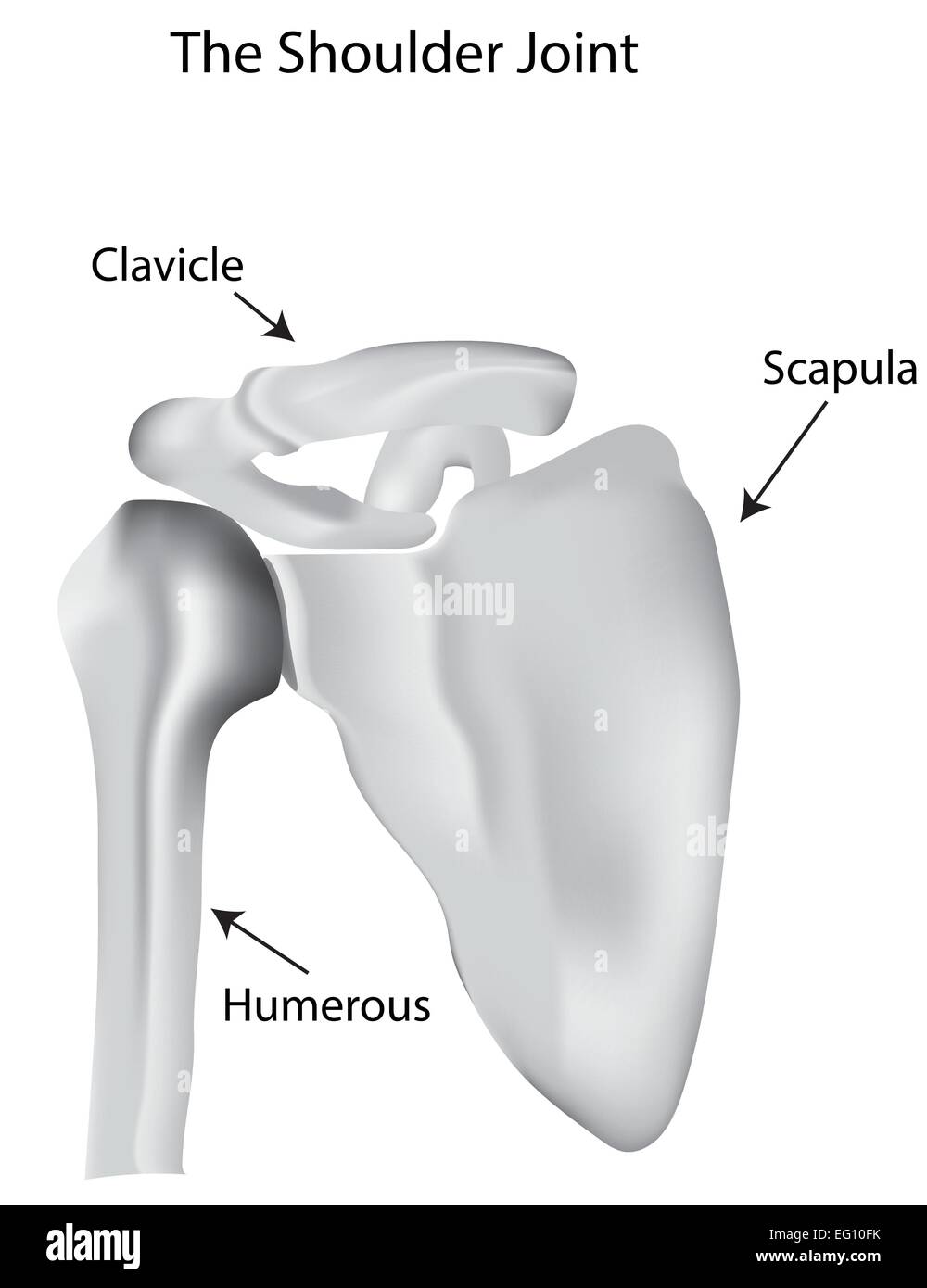 Shoulder joint Stock Vector Images - Alamy