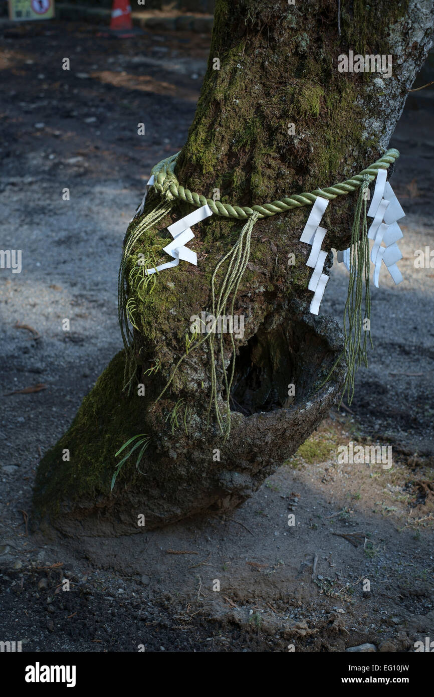 Shimenawa ropes tied around trees hi-res stock photography and images ...