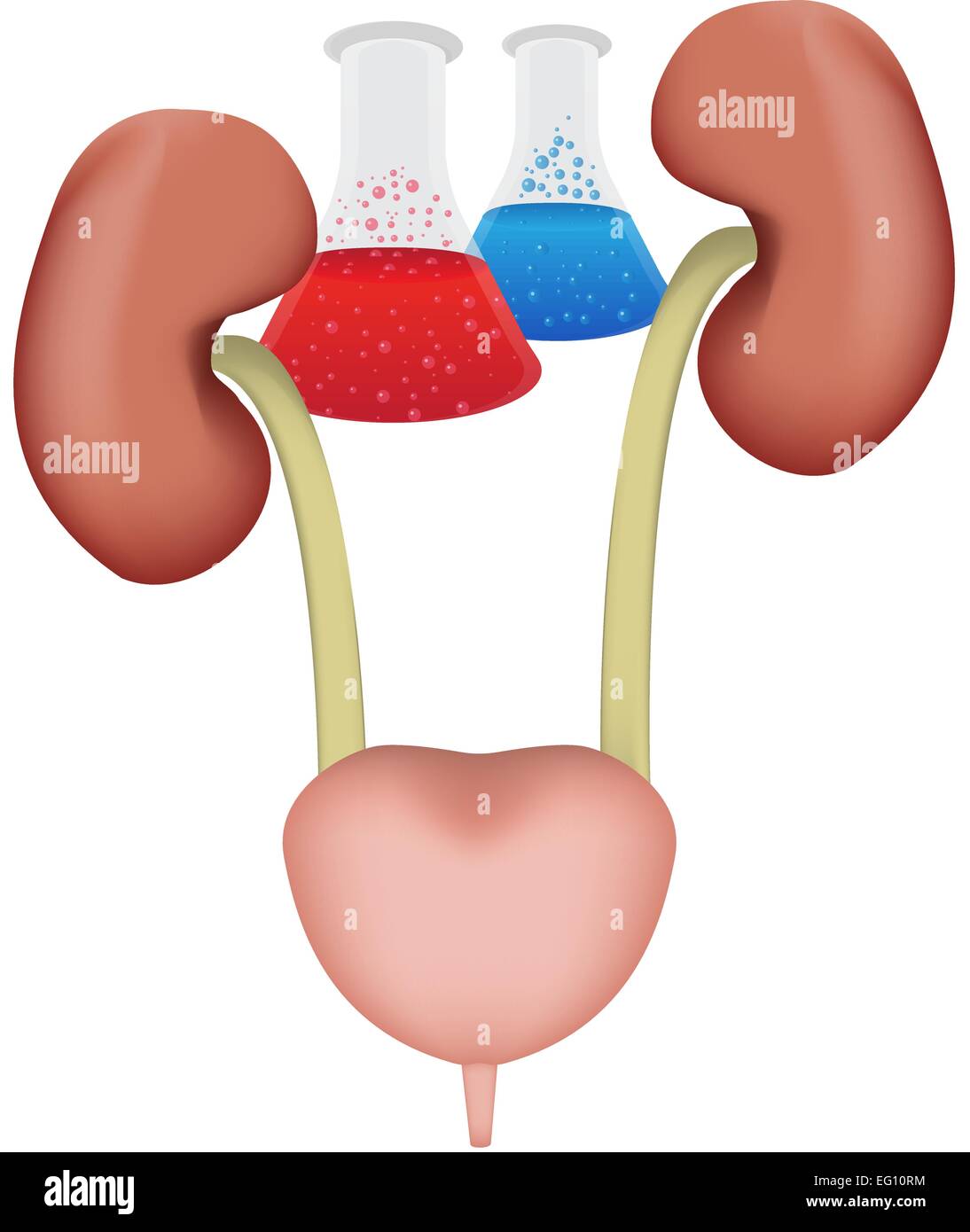 Urinary System Research Stock Vector Image & Art - Alamy