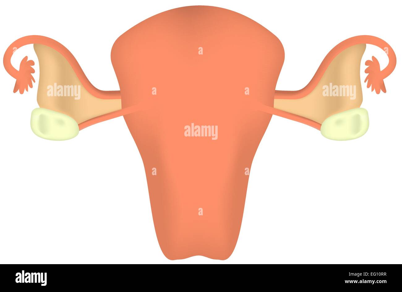 Uterine vector vectors hi-res stock photography and images - Alamy