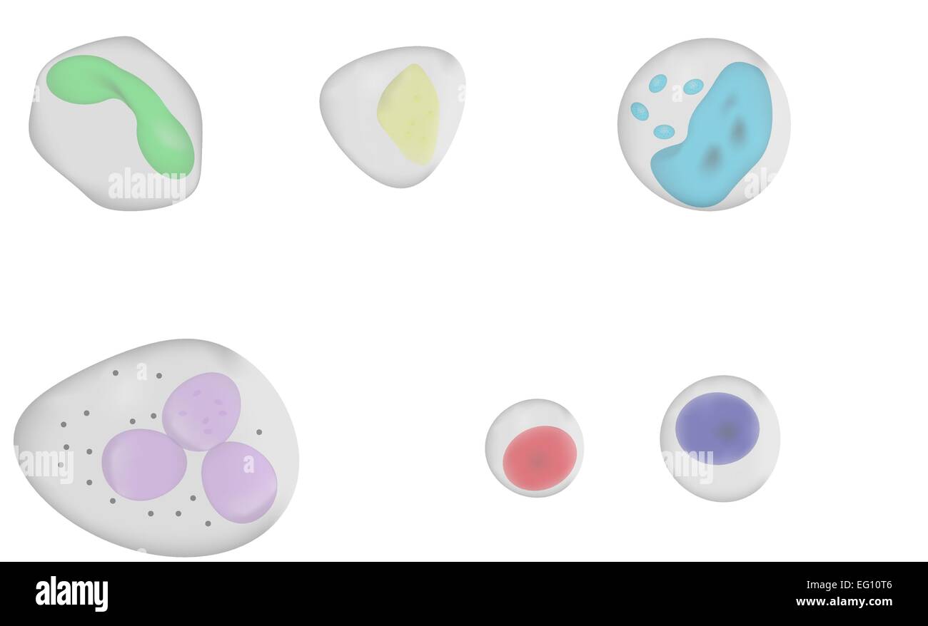 White Blood Cells Stock Vector Image & Art - Alamy