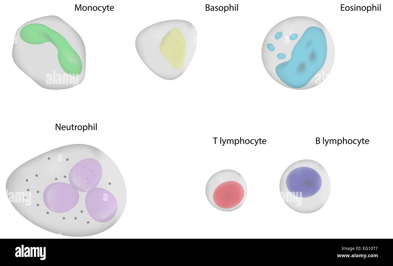 Neutrophil Stock Photos & Neutrophil Stock Images - Alamy
