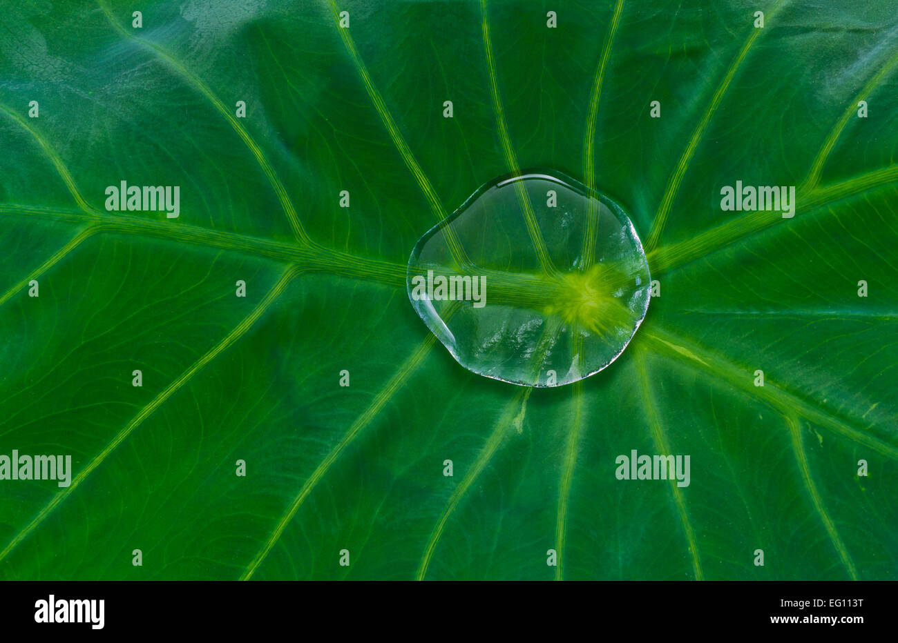 Colocasia esculenta aquatilis hassk known hi-res stock photography and ...